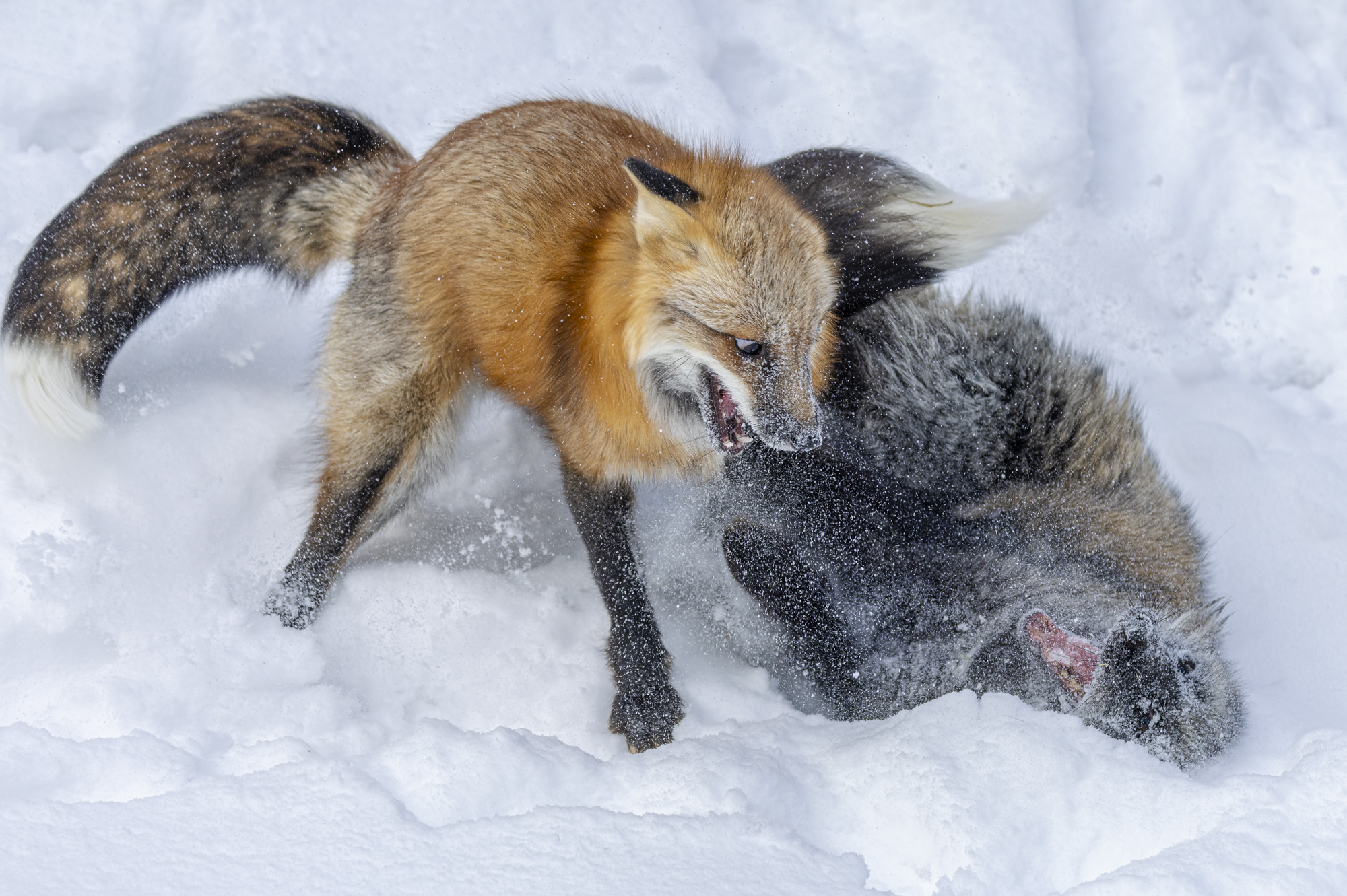 Red Fox Interaction Cory and Ember Pat Ford _94A2537 – Triple D Wildlife